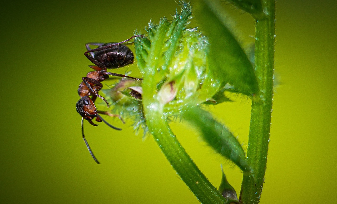 Les 5 méthodes efficaces pour se débarrasser des fourmis chez vous