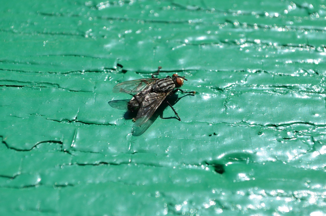 Faire face à l'invasion des mouches vertes : conseils et astuces...